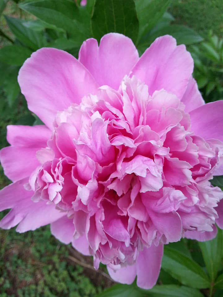 7 Great Ways To Get Plants For Free | Arthurized Home